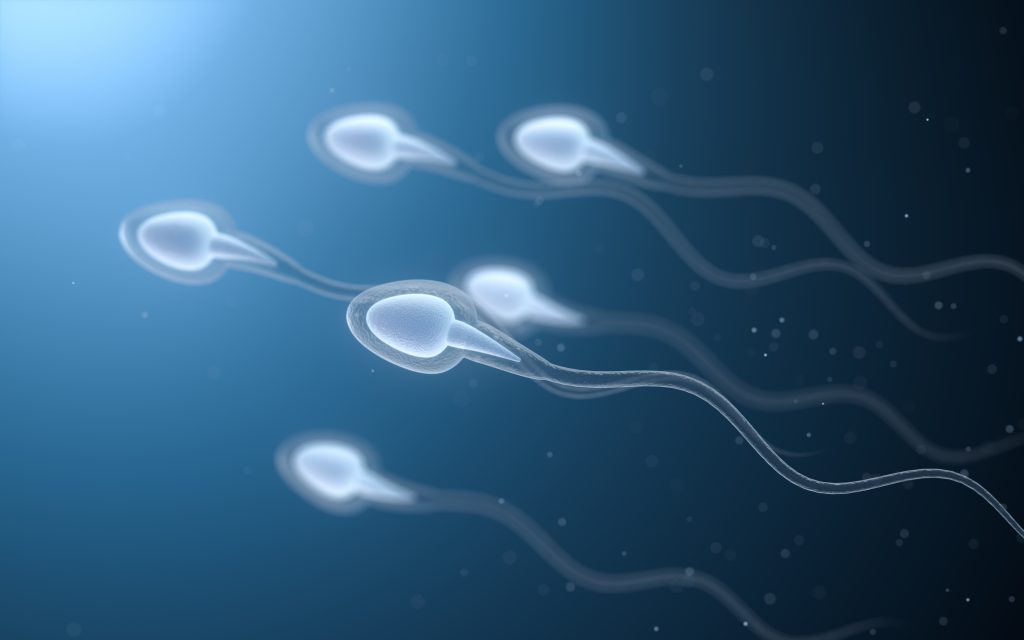 Human sperm cells, 3d rendering. | Biocase