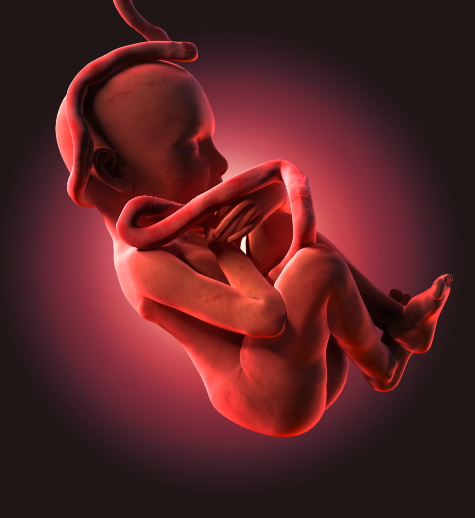 Human Fetus Medical concept Graphic and Scientific | Biocase